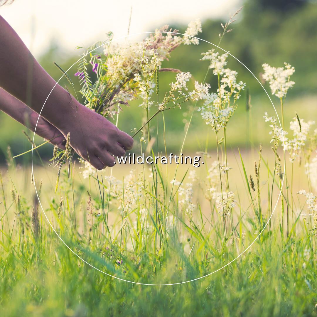 Exploring the Essence of Wildcrafting: A Sustainable Path in Witchcraf ...